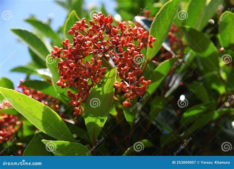 Sweet Viburnum Berries Stock Image Image Of Design 253009007