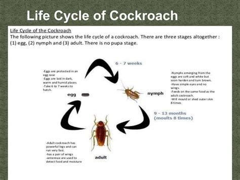 Cockroach Distribution And Classification