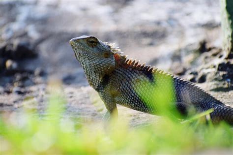 premium photo close up of chameleon on field