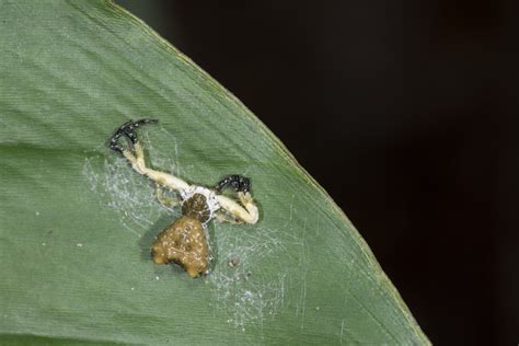 Top 10 Weirdest Spiders In The World With Honorable Mentions Hubpages