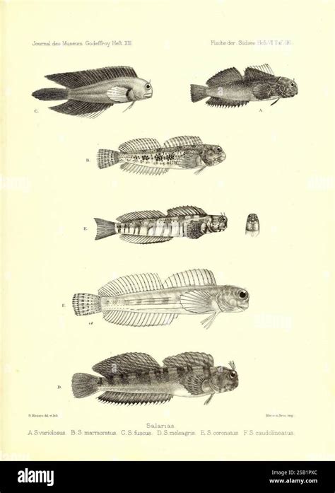 Andrew Garretts Fische Der Südsee Hamburg L Friederichsen And Co