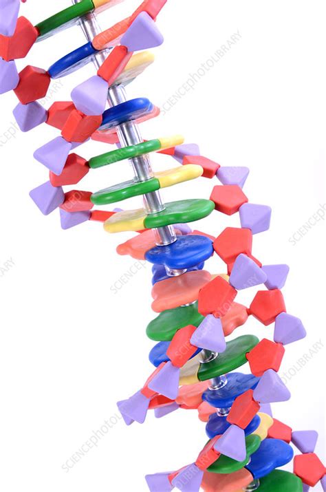 Double Helix Dna Molecular Model Stock Image C036 3442 Science