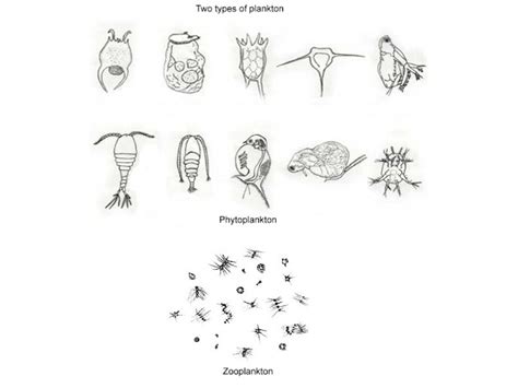 Phytoplankton Drawing At Explore Collection Of