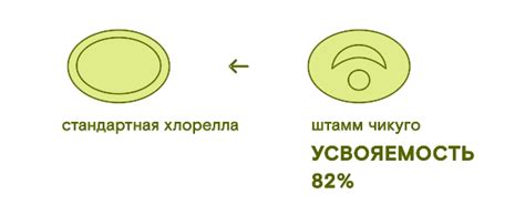 Польза японской хлореллы для всего организма