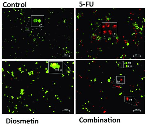 Ao Pi Staining Of Hct 116 Cells After 72 H Treatment With The Ic50 Of Download Scientific