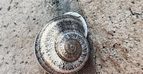 Snail Album On Imgur Snail Album On Imgur
