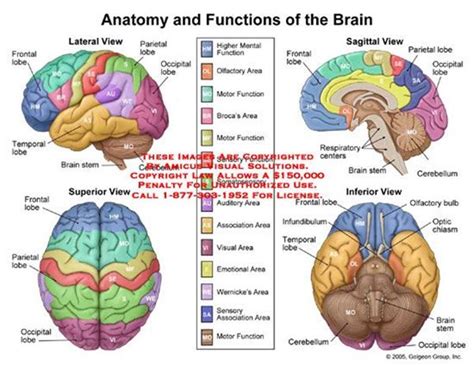 Parts Of The Brain And Functions Diagram
