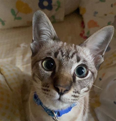 โพสต์ ของ แม่แมวทั้งสอง Lemon8