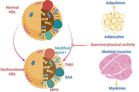 Development Of Dysfunctional High‐density Lipoprotein Hdl Adipokines