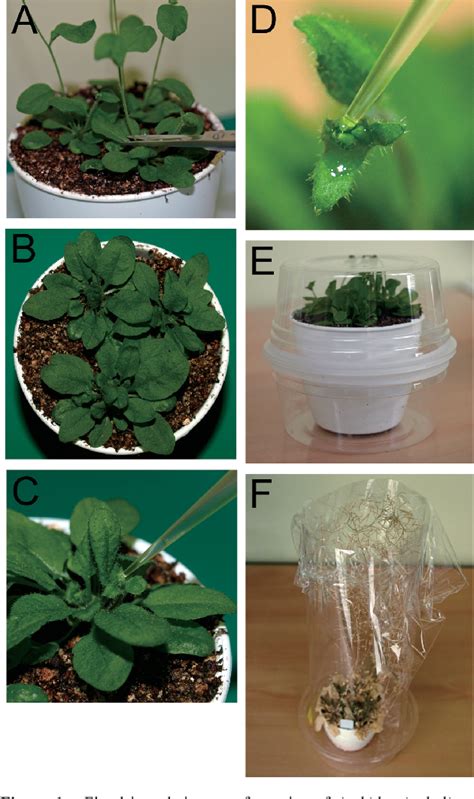 Flower Dip Transformation At Mary Reilly Blog