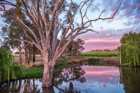 Battle Of The Nsw Vineyards Mudgee Vs Orange Getaway Mudgee Guardian