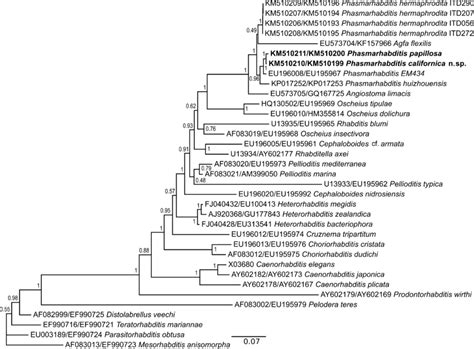 Secondary Structure Based Multiple Sequence Alignment Of Ribosomal Dna