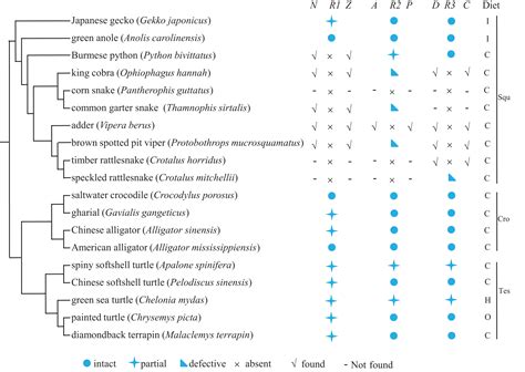 Molecular Evolution Of Umamisweet Taste Receptor Genes In Reptiles Peerj