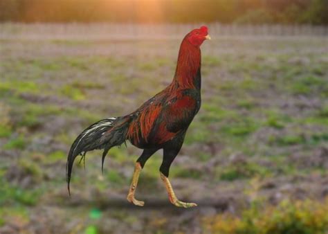 Aseel Asil Chicken Breed A Complete Guide The Happy Chicken Coop