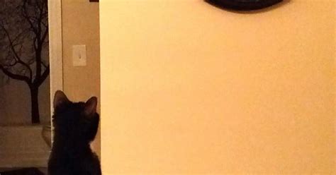 Every Night For The Last Couple Weeks My Cat Has Stood In This Chair