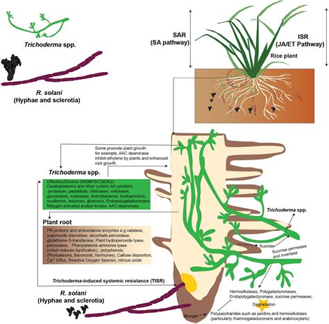 Frontiers Trichoderma Spp Genes Involved In The Biocontrol Activity