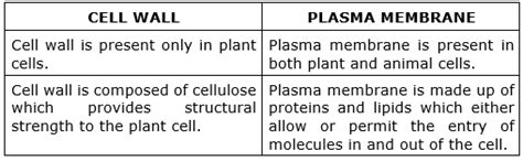 What Is The Basic Difference Between Cell Wall And Plasma Membrane