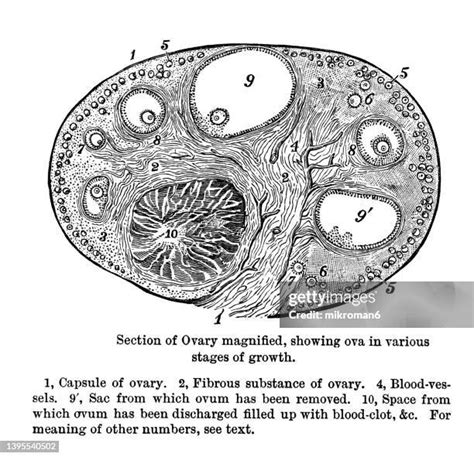 Ovary Diagram