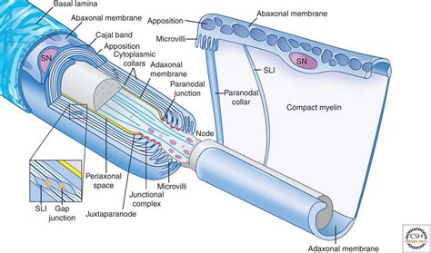 Schwann Cell Myelination