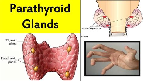 Medical Terminology For Parathyroid Glands At Adam Balsillie Blog