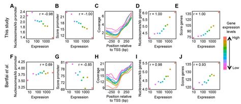 Association Between Nucleosome Occupancy And Transcription Level At The