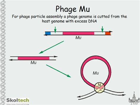 Msu And Skoltech Phage And Virus Replication Phage