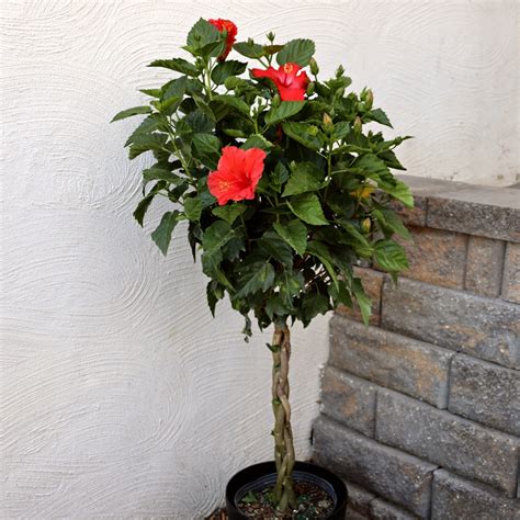 Hibiscus Tree