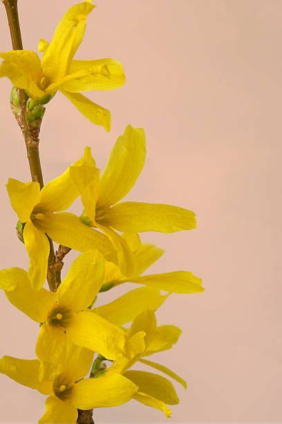 Forsythia In 2025 Watercolour Inspiration Plants Flowers