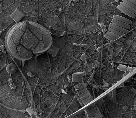 Esa Phytoplankton Seen With Scanning Electron Microscopy