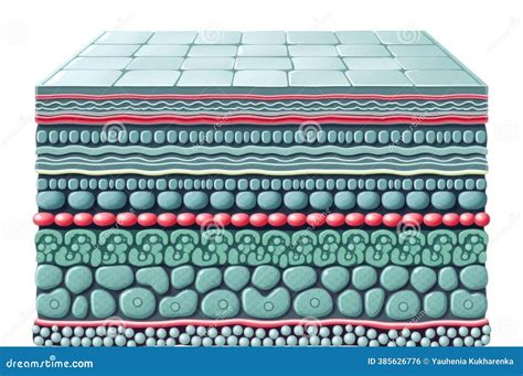 Stratified Squamous Epithelium Epithelial Tissue Types Vector
