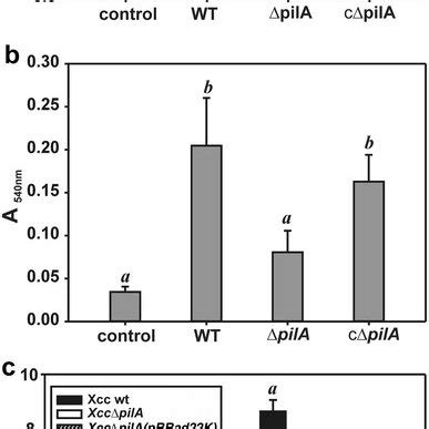Bacterial Adhesion To Abiotic And Biotic Surfaces A Bacterial Adhesion Download Scientific
