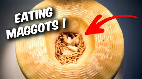 Italy Trying Cheese With Maggots Fregola Pasta Tomato Sauce