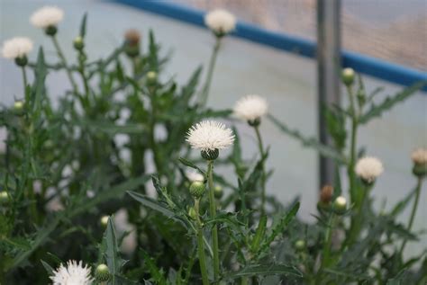 흰바늘엉겅퀴 식물도감 트리인포