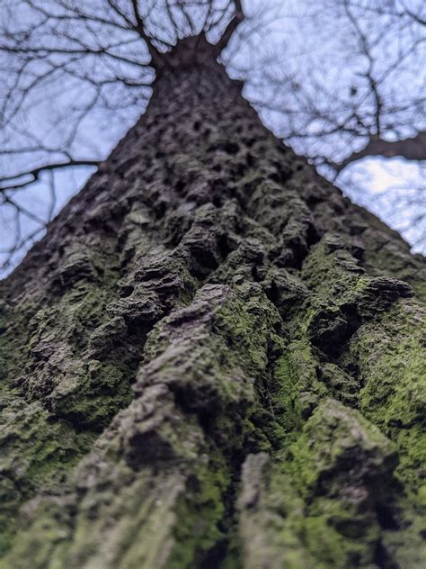 Tree Bark Moss Free Photo On Pixabay Pixabay Tree Bark Moss Free Photo On Pixabay Pixabay