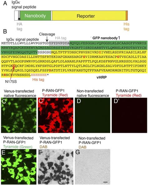 Reporternanobody Fusions Ranbodies As Versatile Small Sensitive