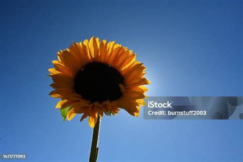 노란 꽃이 피는 해바라기 우크라이나 해바라기 우크라이나의 국가 꽃 0명에 대한 스톡 사진 및 기타 이미지 0명 개화기 곤충 Istock