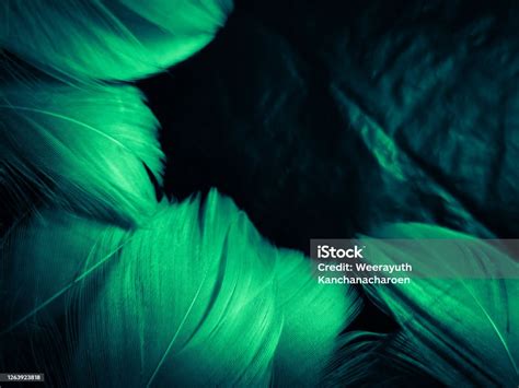 어두운 배경에 아름다운 추상파란색과 녹색 깃털 흰색 패턴과 녹색 배경 깃털 배경 녹색 배너에 부드러운 흰색 깃털 질감 검은색에 대한 스톡 사진 및 기타 이미지 Istock