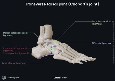 Transverse Tarsal Joint Choparts Joint Anatomyapp