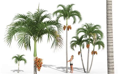 B S U T P H Nh Nh C Y Cau C C Ch T Full K V I H N H Nh Nh