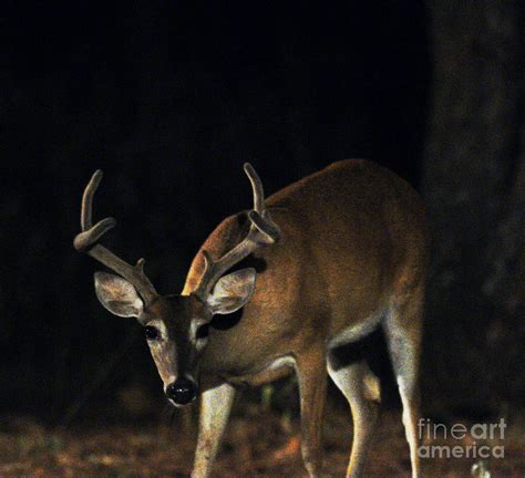 Night Velvet Buck Photograph by Jeff Waugh - Fine Art America