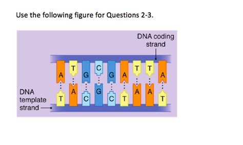Solved Use The Following Figure For Questions DNA Chegg