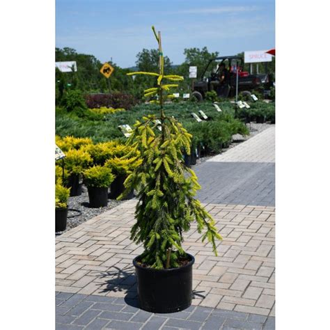 Weeping Norway Spruce Tree Care