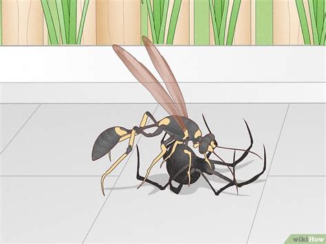 How To Get Rid Of Mud Daubers Info And Effective Solutions