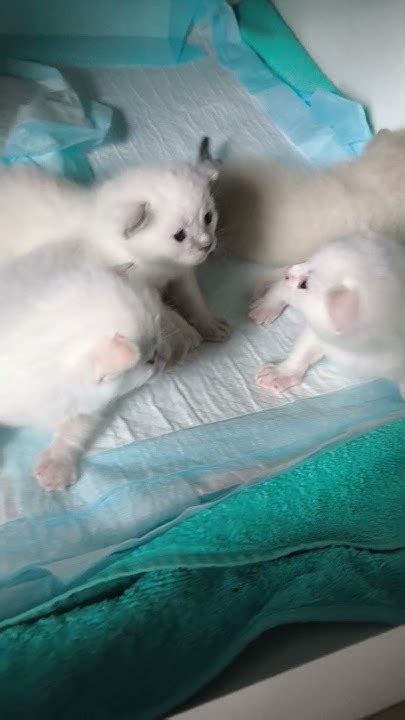 мама кошка присматривает за котятами Youtube