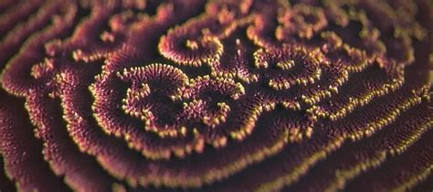 Blender Ready Reaction Diffusion BlenderNation