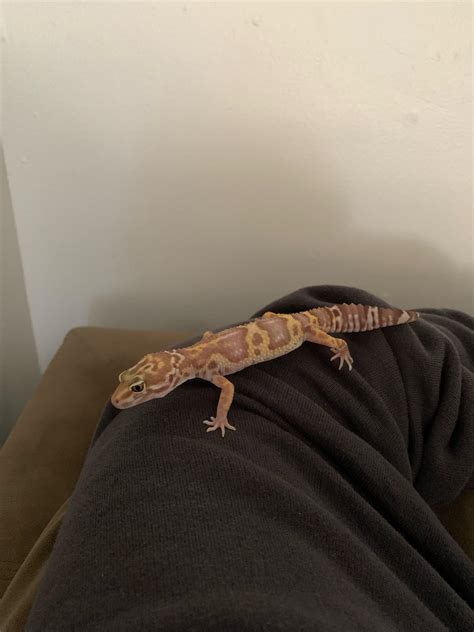 Welcome 🥹 R Leopardgeckos