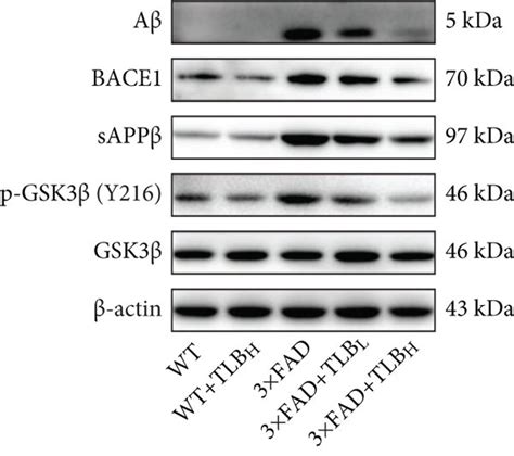 Tlb Alleviated Aβ Deposition In 3×fad Mice A Congo Red Staining And