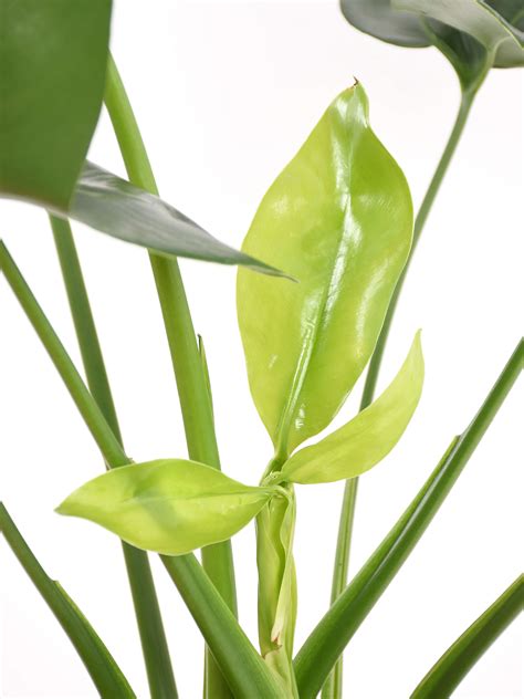 Philodendron Fun Bun Kaufen