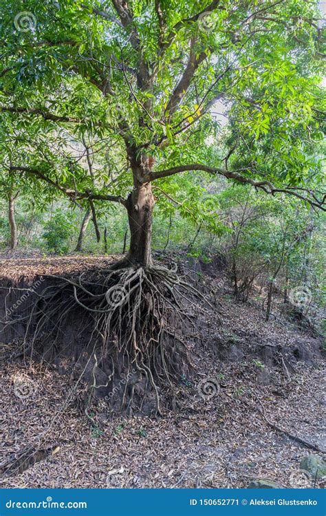 Still A Green Tree But Already Devoid Of Soil Under The Roots Due To Soil Erosion Caused By
