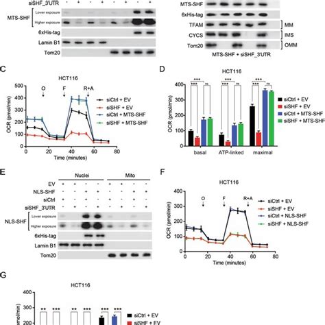 Mitochondrial Shf Plays An Important Role In The Regulation Of Download Scientific Diagram